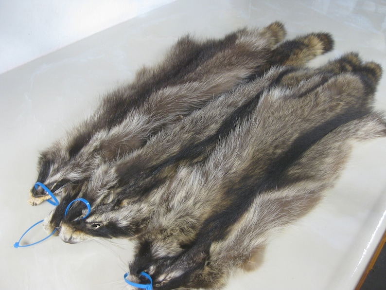 Tanned Raccoon Hide - Pelt - Etsy