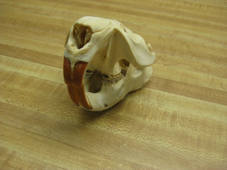 Beaver Skull Animal Skull Bones - Etsy