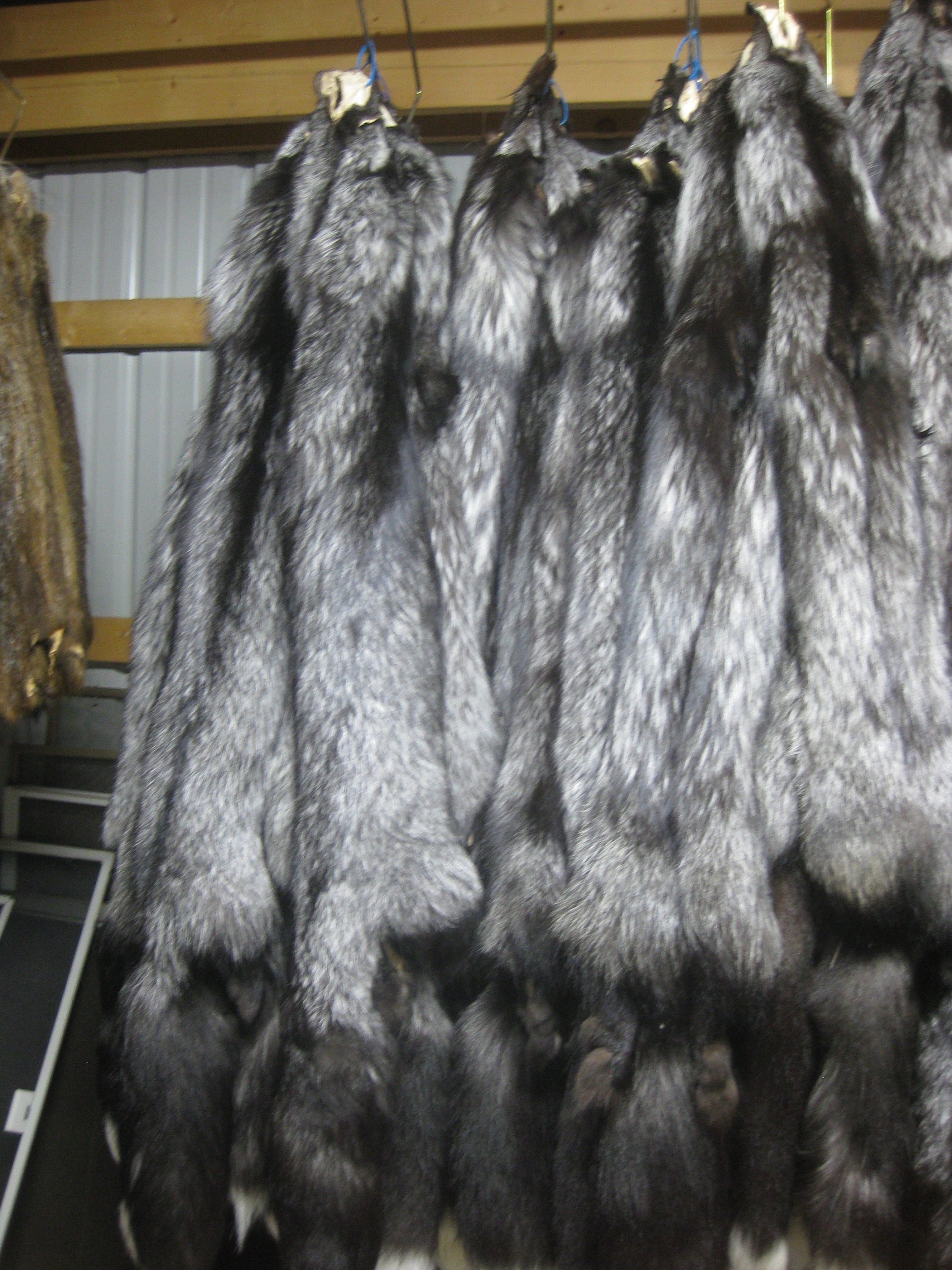 Tanned Silver Fox Hides - Etsy