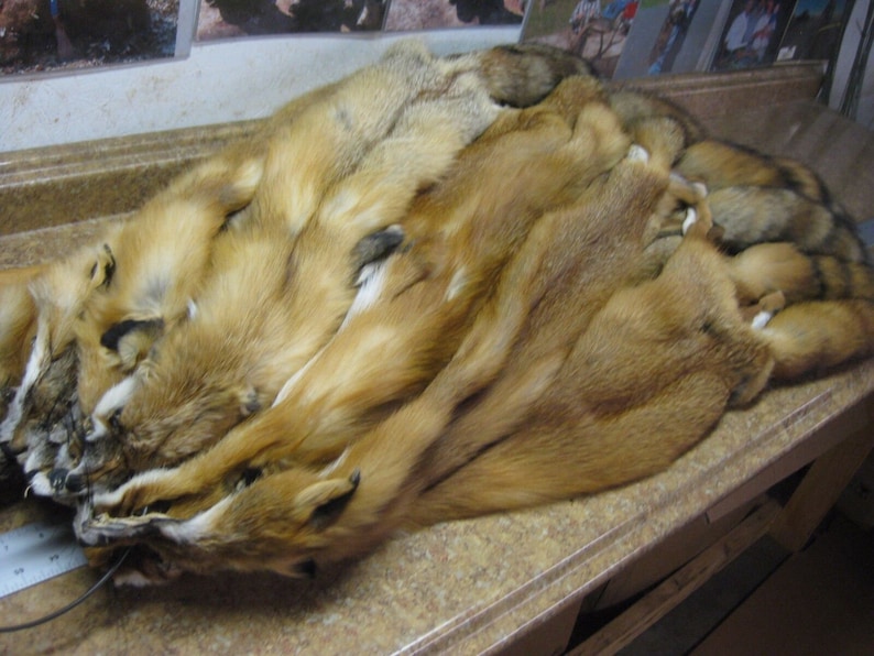 Tanned Red Fox Pelts / Hides - Etsy