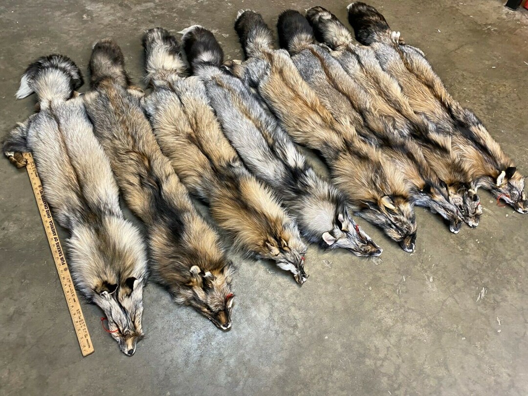Tanned Smoky Ranch Fox Hides - Etsy
