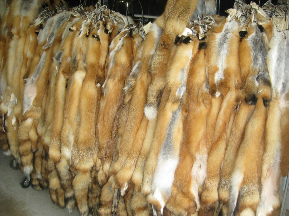 Tanned Red Fox Pelts / Hides - Etsy