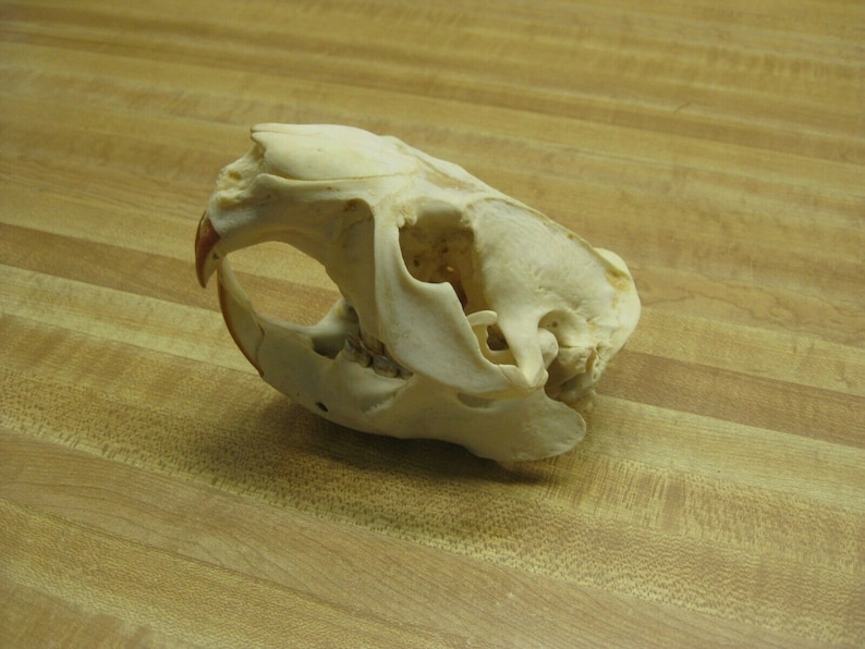 Beaver Skull Animal Skull Bones - Etsy