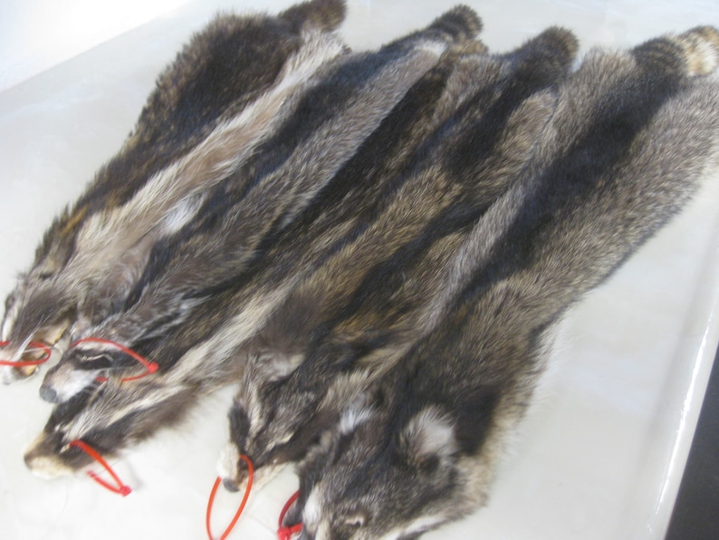 Tanned Raccoon Hide - Pelt - Etsy