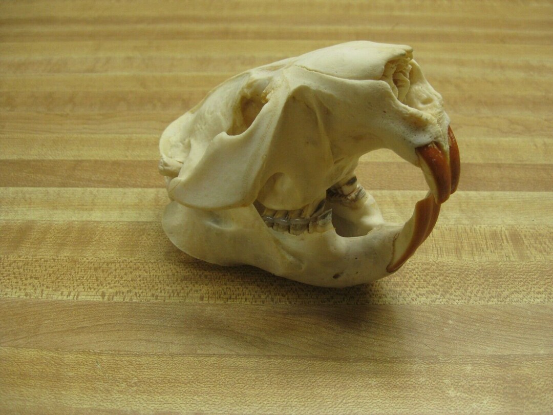 Beaver Skull, Animal Skull, Bones - Etsy
