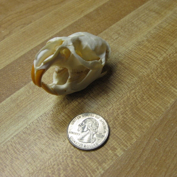 Muskrat Skull - Etsy
