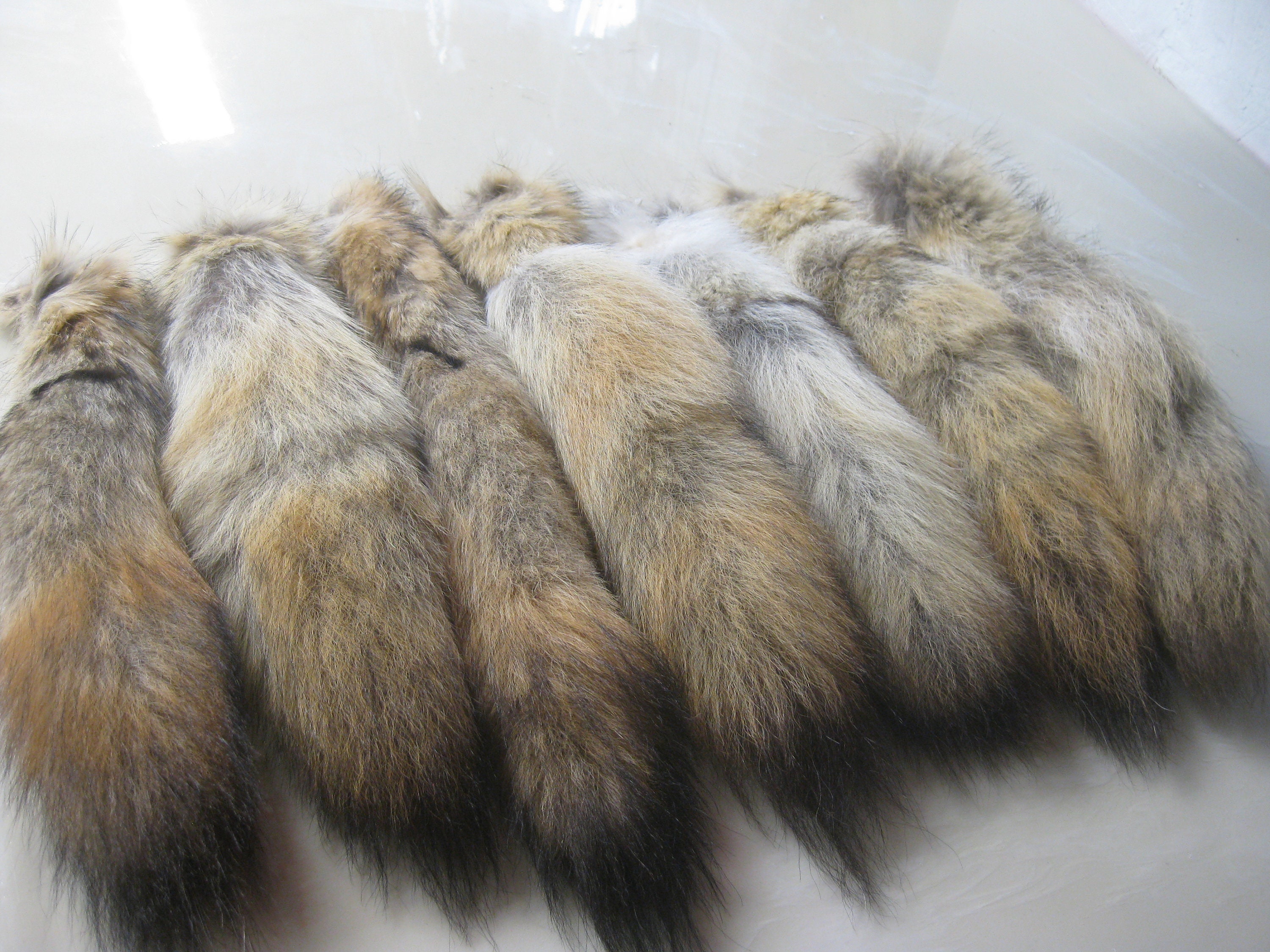 Tanned Coyote Tail - Etsy