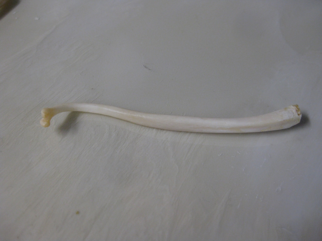 Raccoon Baculum Bones - Etsy