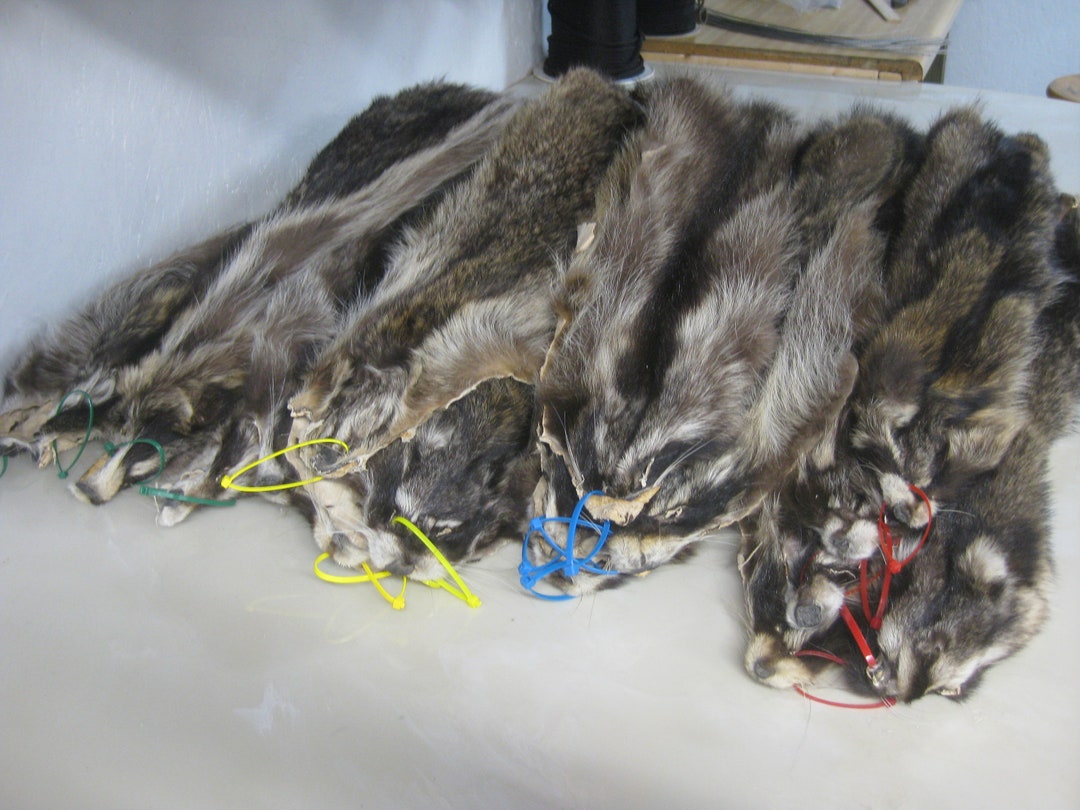 Tanned Raccoon Hide - Pelt - Etsy