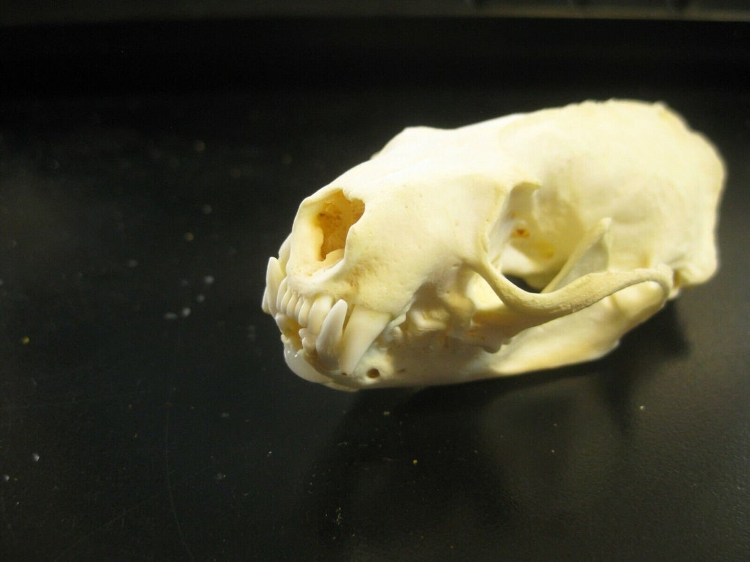 Mink Skull, Animal Skull, Bones - Etsy
