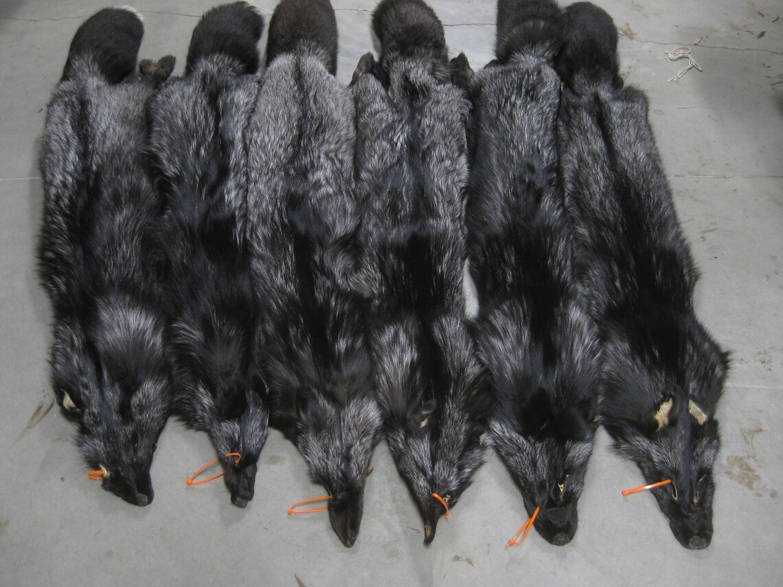 Tanned Silver Fox Hides - Etsy