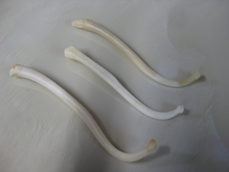 Raccoon Baculum Bones - Etsy