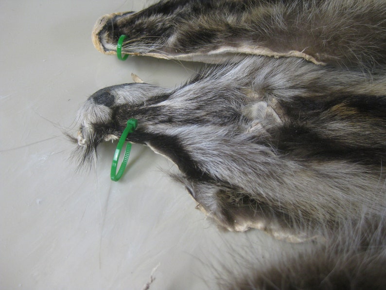Tanned Raccoon Hide - Pelt - Etsy
