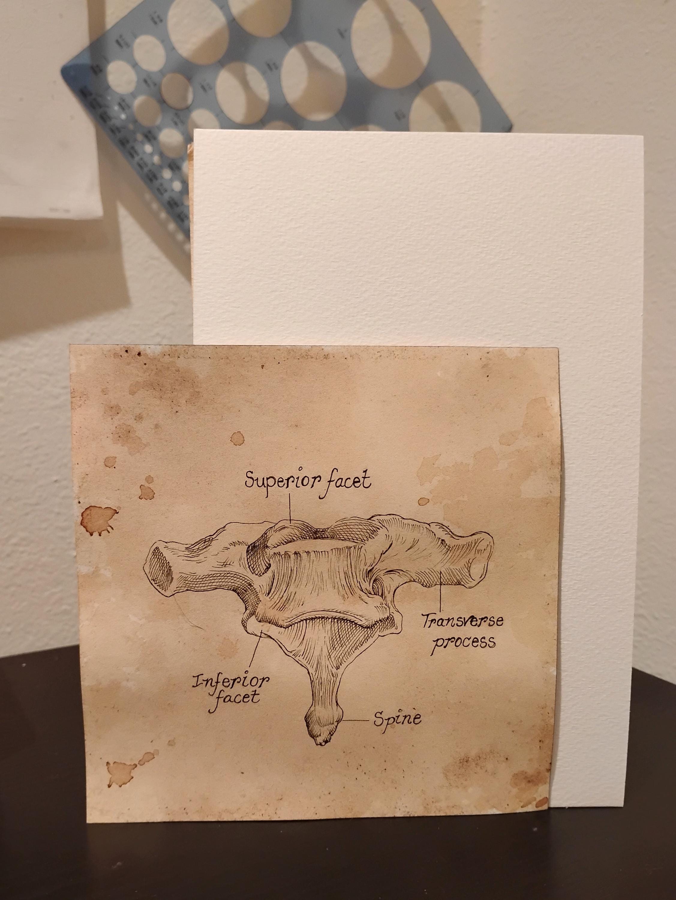 Original Drawing, Vertebrae Pen Illustration - Etsy