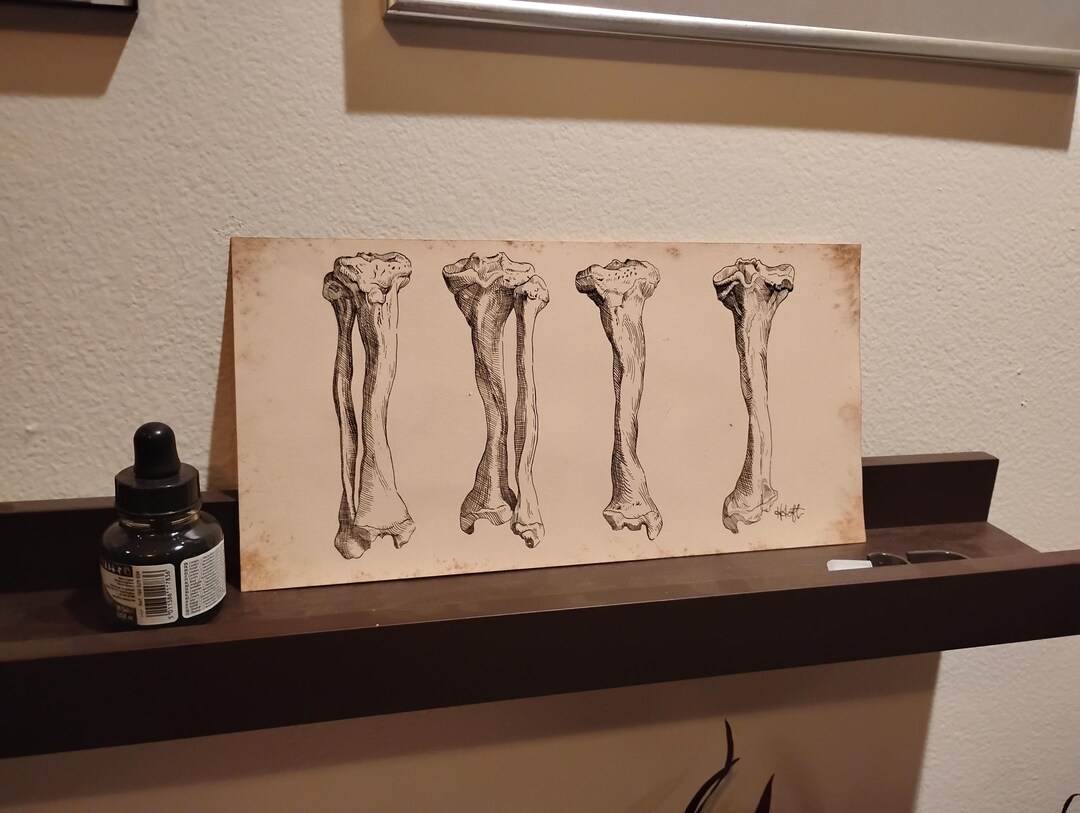 Original Drawing, Leg Bones Vintage Anatomy Artwork - Etsy