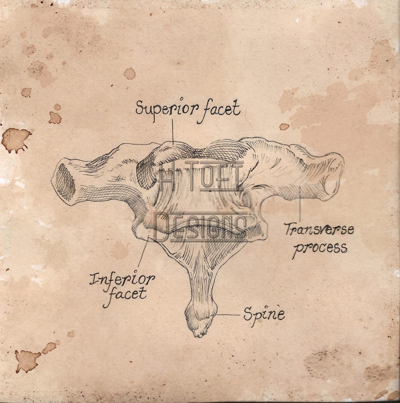 Original Drawing, Vertebrae Pen Illustration - Etsy