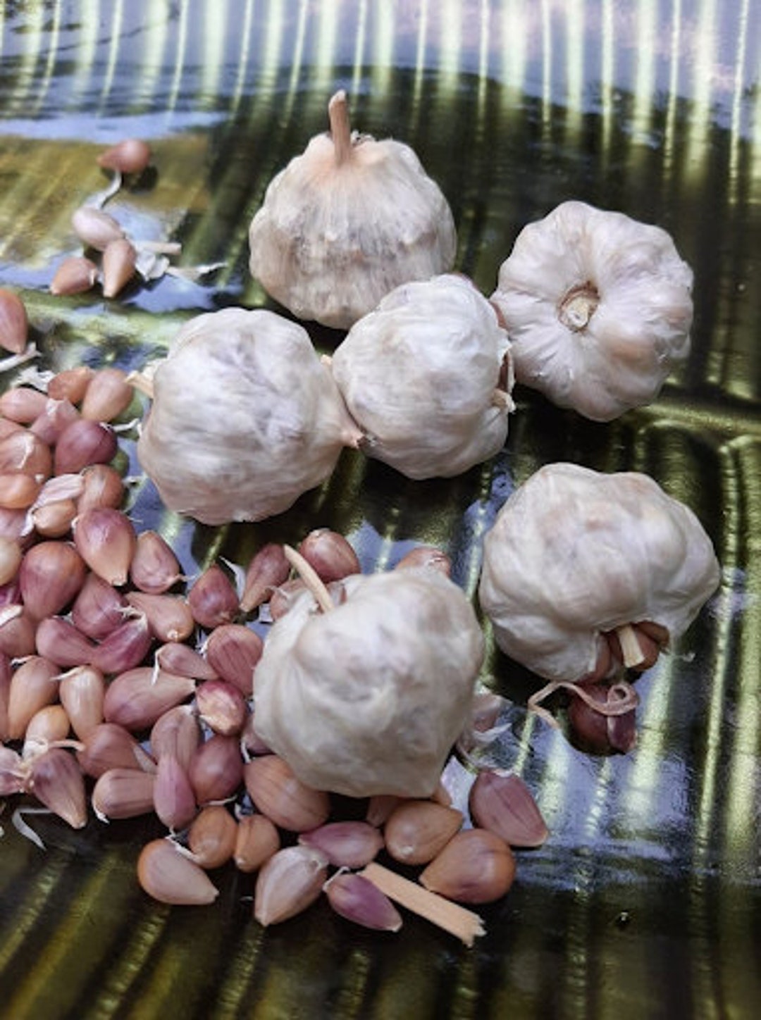 100% Organic Perennial Garlic 100 Bulbils Italian Silverskin Softneck ...