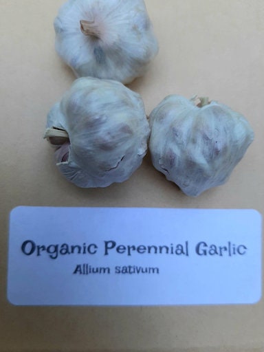 100% Organic Perennial Garlic 100 Bulbils Italian Silverskin Softneck ...