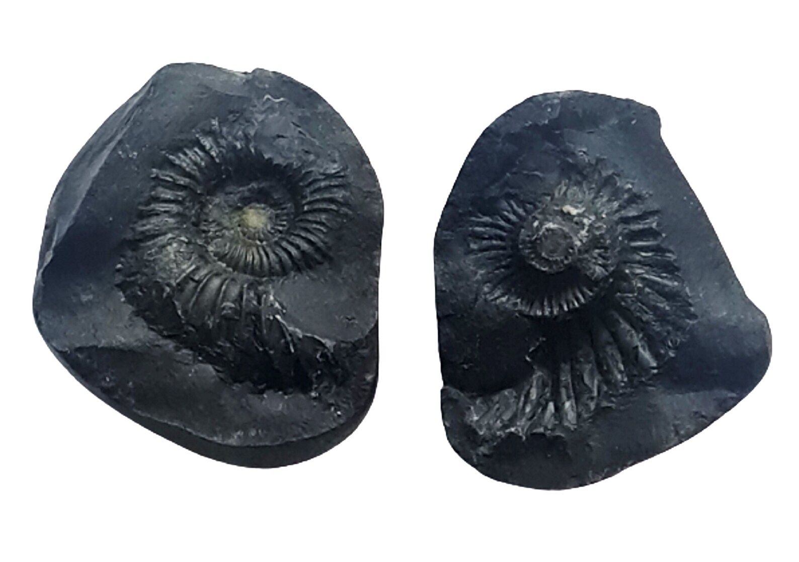 Rare Collection of Shaligram Saligram Hinduism Religion | Etsy