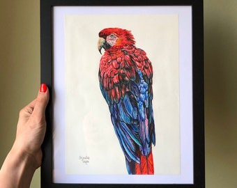 Red Parrot Drawing - Etsy