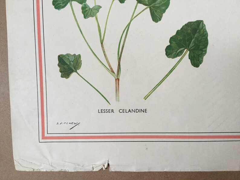 Macmillan Classroom Poster Spring Flowers - Etsy