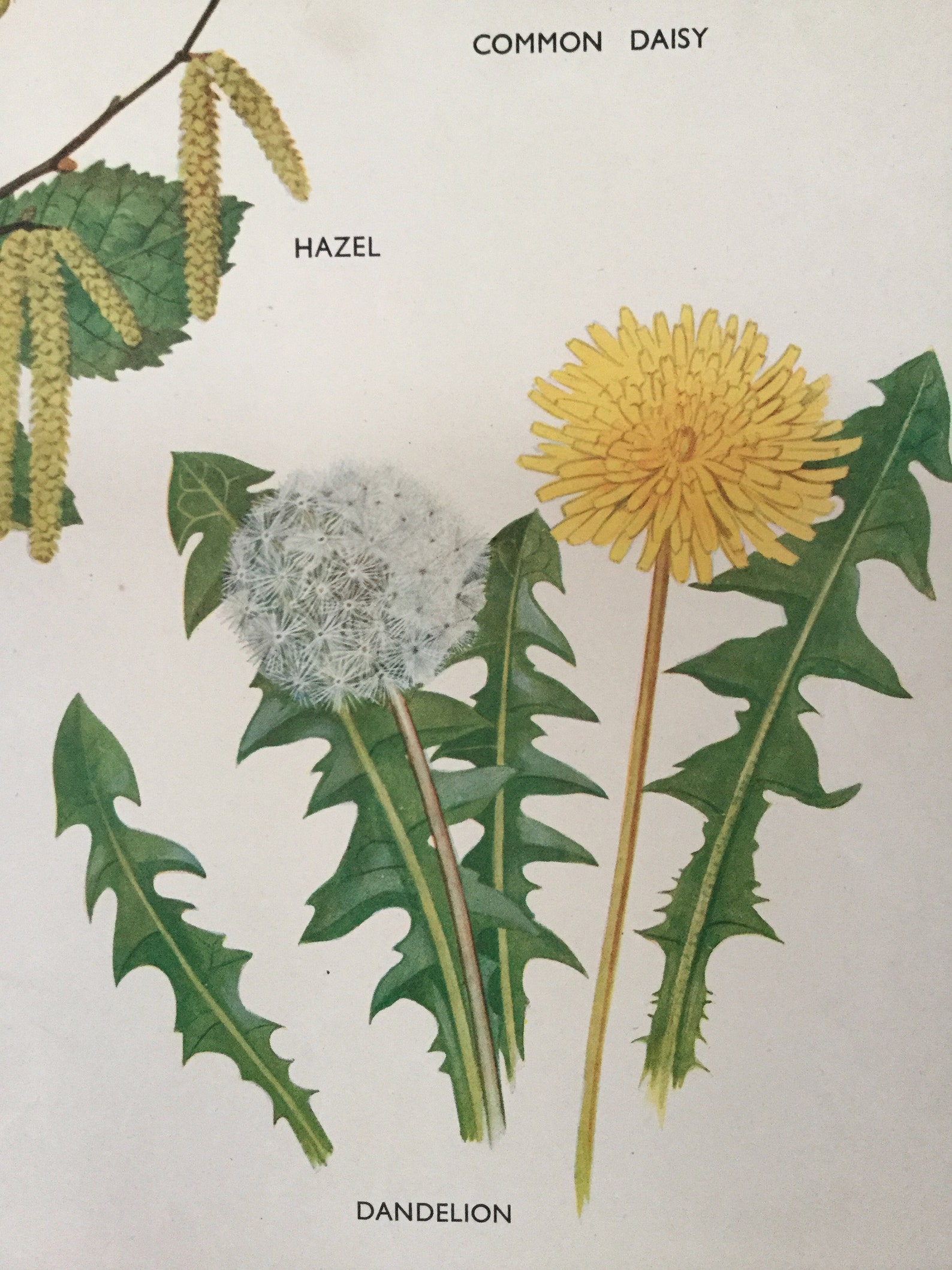 Macmillan Classroom Poster Spring Flowers - Etsy