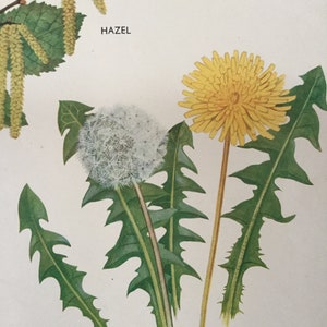 Macmillan Classroom Poster Spring Flowers - Etsy