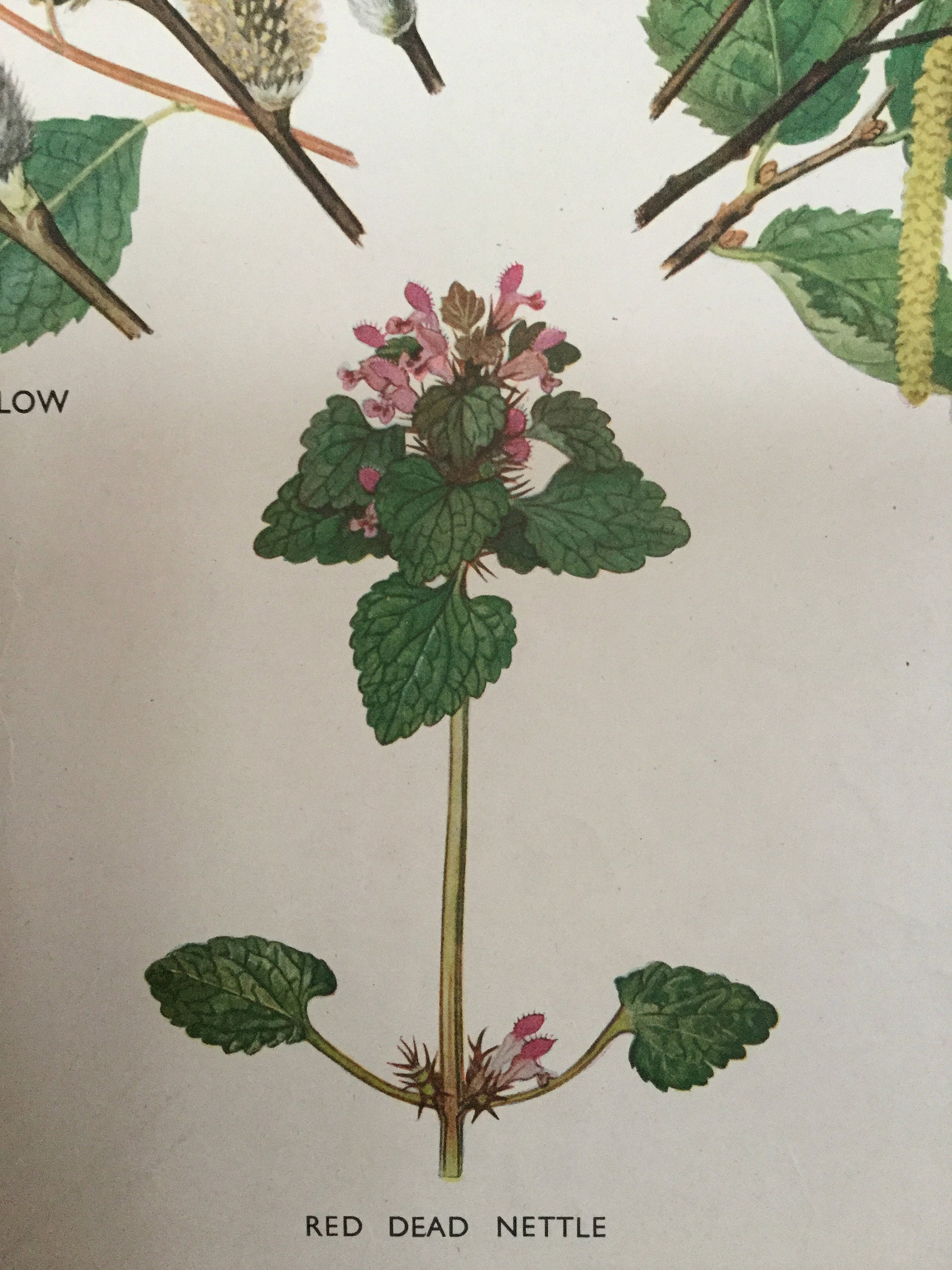 Macmillan Classroom Poster Spring Flowers - Etsy