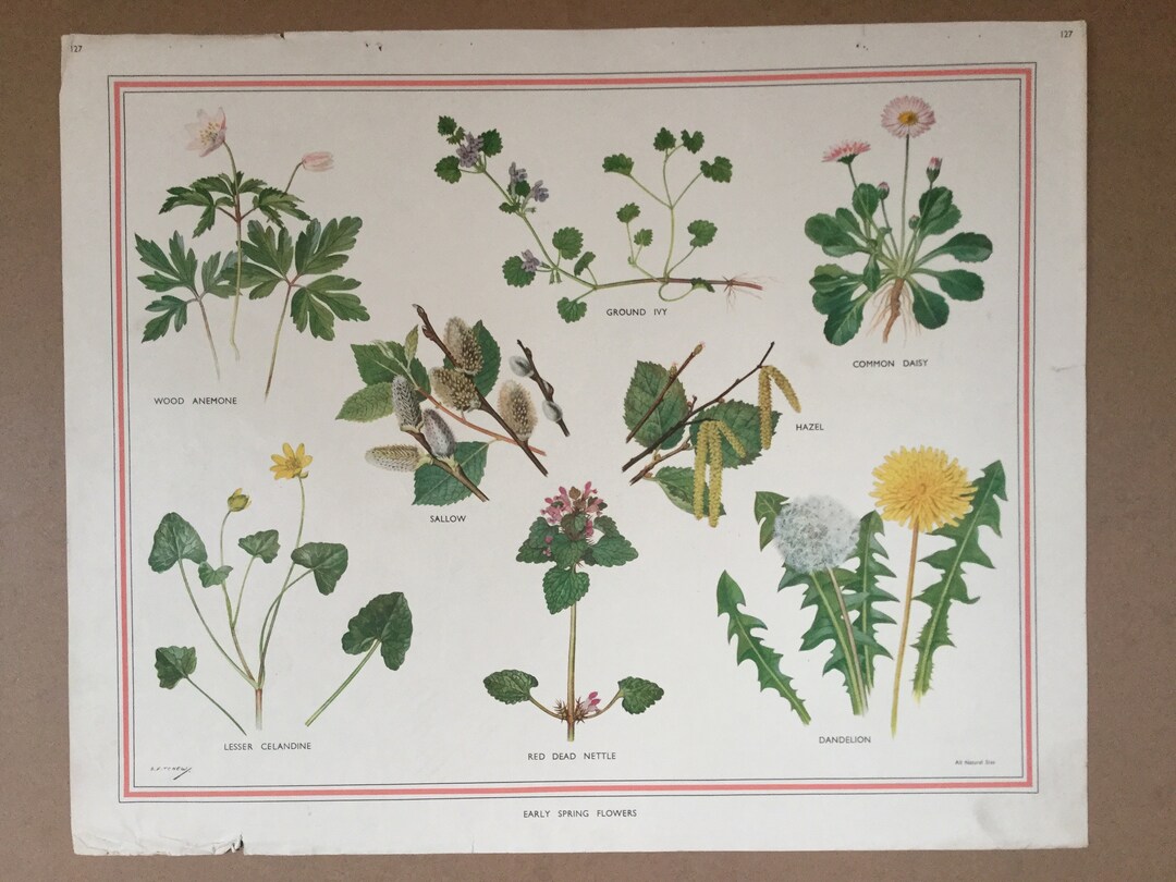 Macmillan Classroom Poster Spring Flowers - Etsy