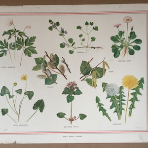 Macmillan Classroom Poster Spring Flowers - Etsy