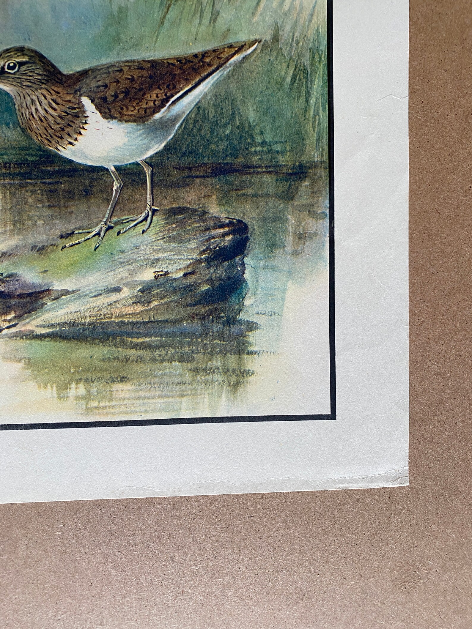 Vintage British Macmillan Classroom Chart No 10 Birds of the Marsh and ...