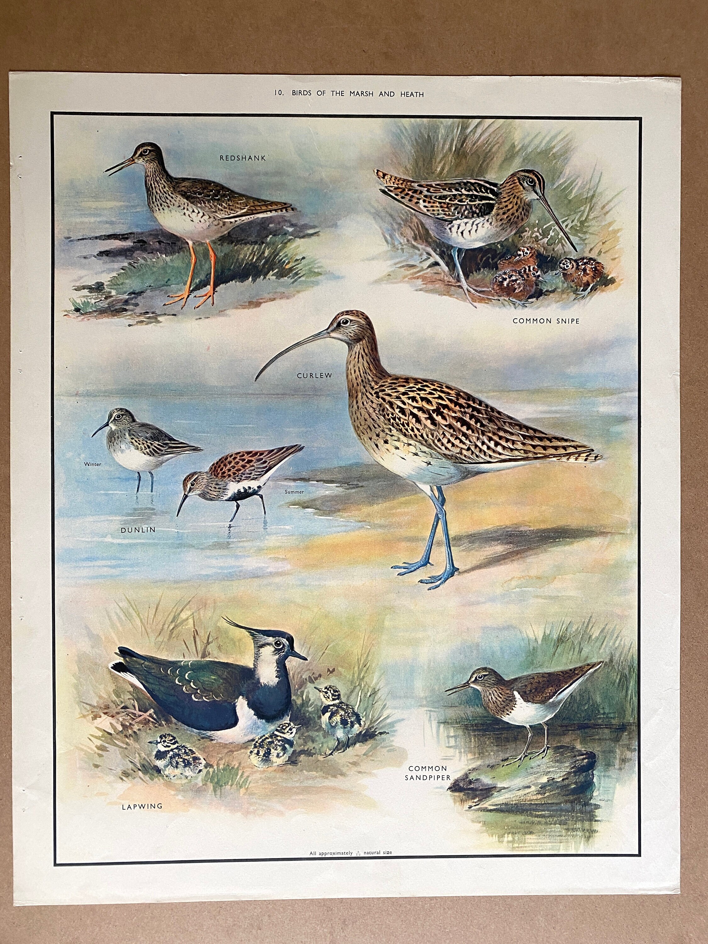 Vintage British Macmillan Classroom Chart No 10 Birds of the Marsh and ...