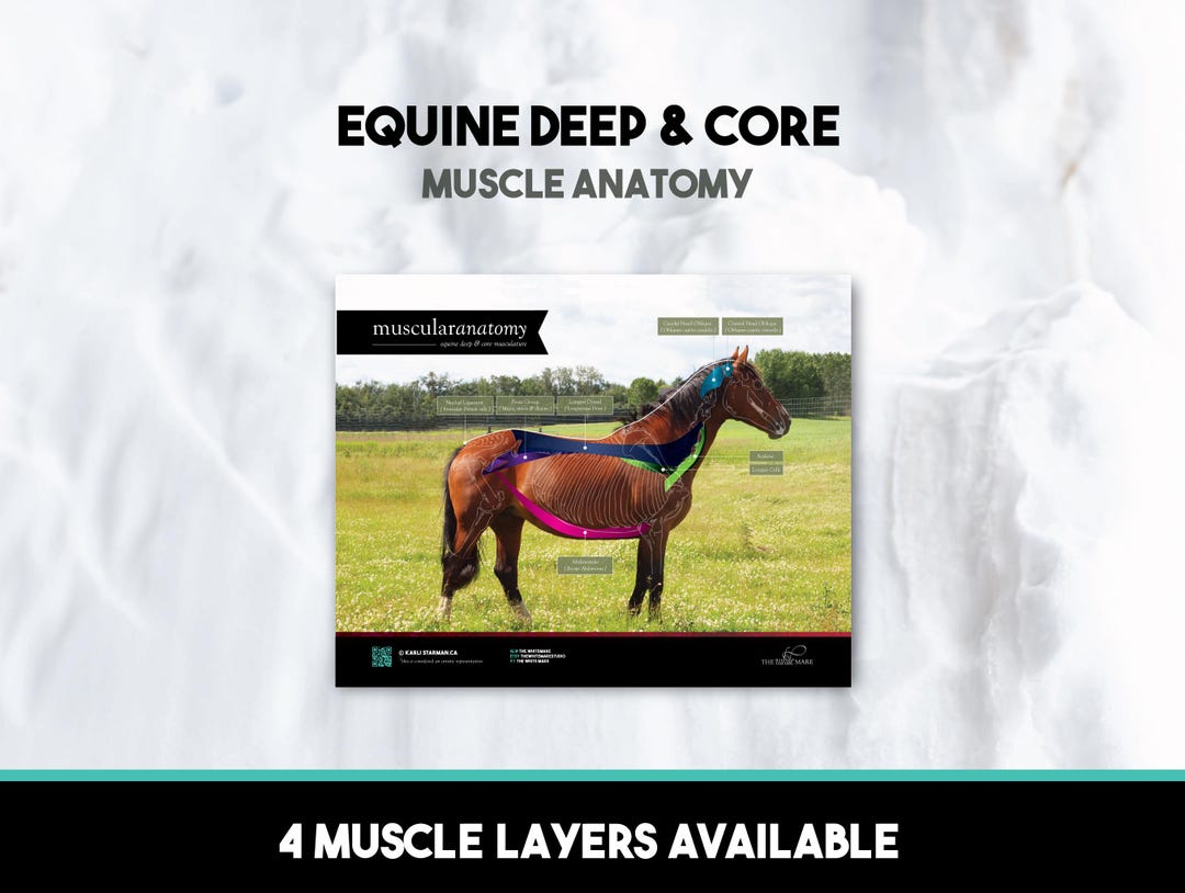 Equine Deep Muscular Anatomy Poster: Horse Core Muscles - Etsy Canada
