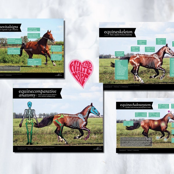 Equine Vital Signs Poster - Etsy