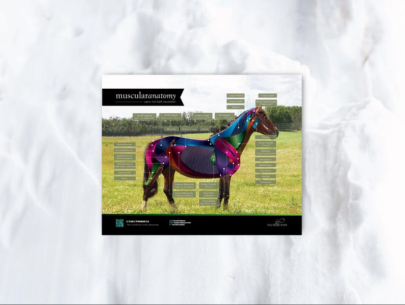 Equine Anatomy Poster Set, Educators Resource, Build Your Own. Set of ...
