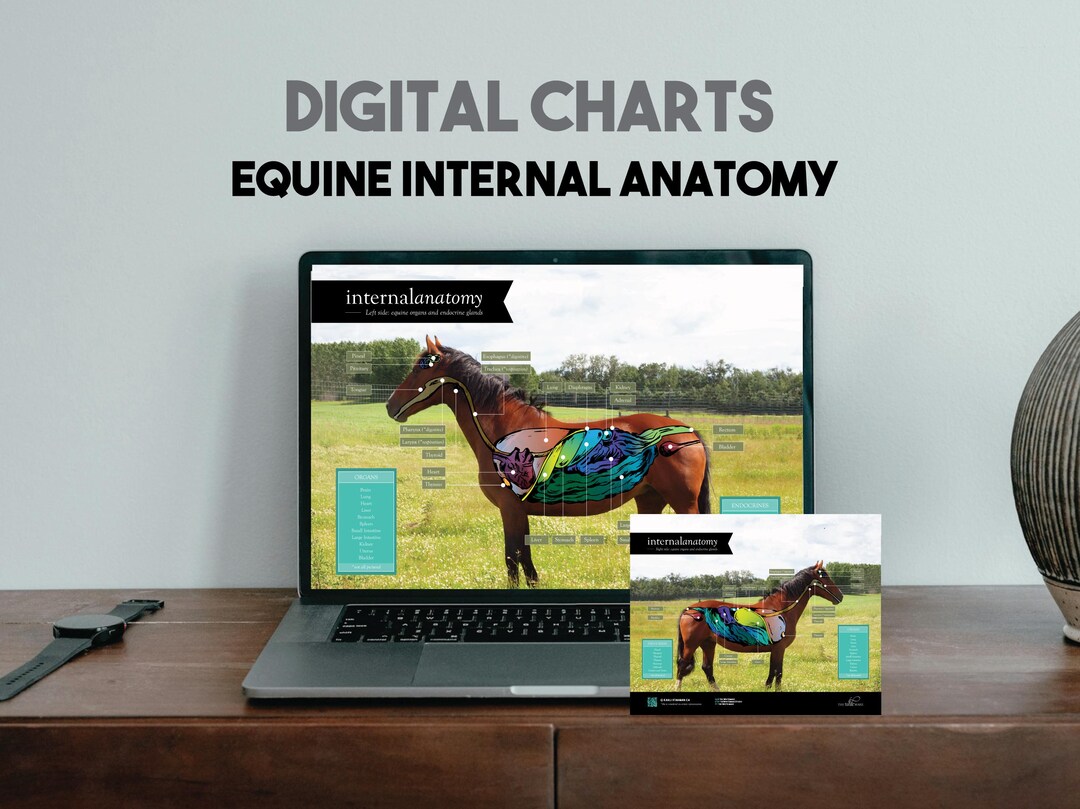 Equine Anatomy Poster Set: Horse Organ & Endocrine Charts (PDF Download ...
