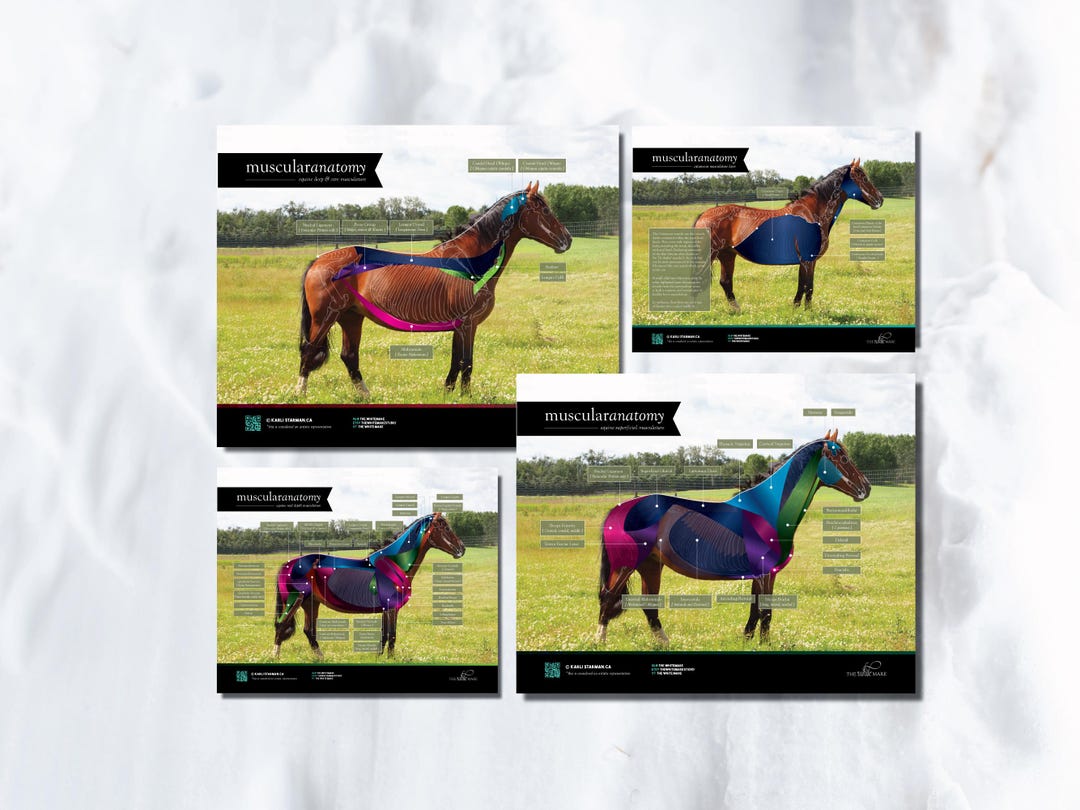 Equine Muscular Anatomy Poster Series! (set of 4) Including the Deep ...