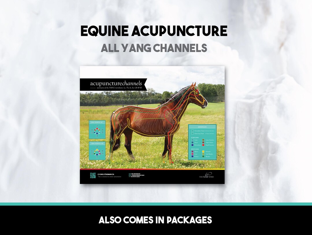 Equine Yang Acupuncture Chart Summary. Horse Acupressure Channels ...