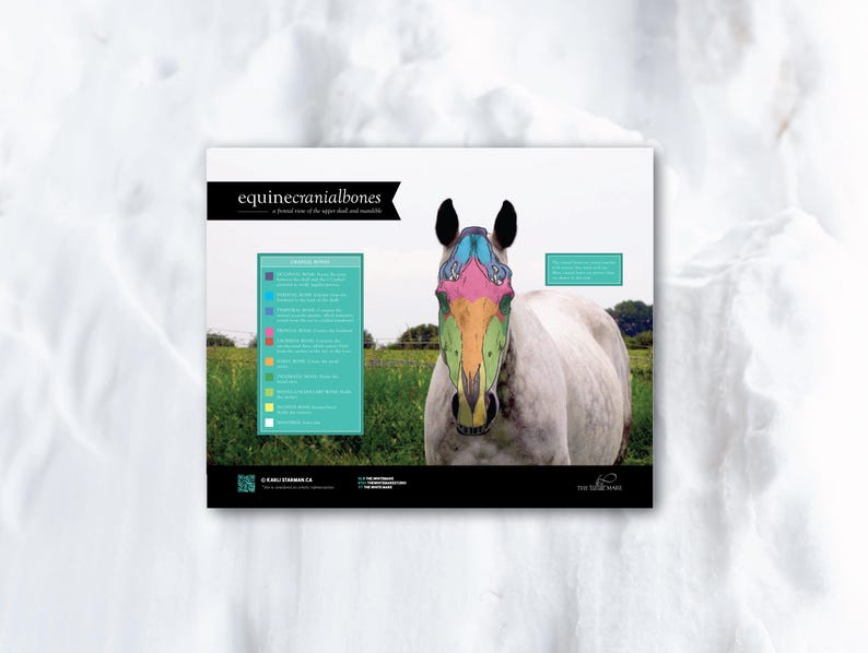Equine Anatomy Poster Set, Horse Lovers Gift (32 Chart Set, 3 Card Sets ...