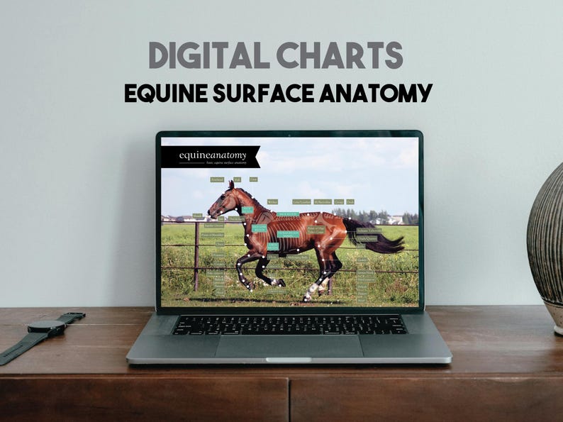 Equine Surface Anatomy Chart: Digital Poster (PDF Download) Essential ...