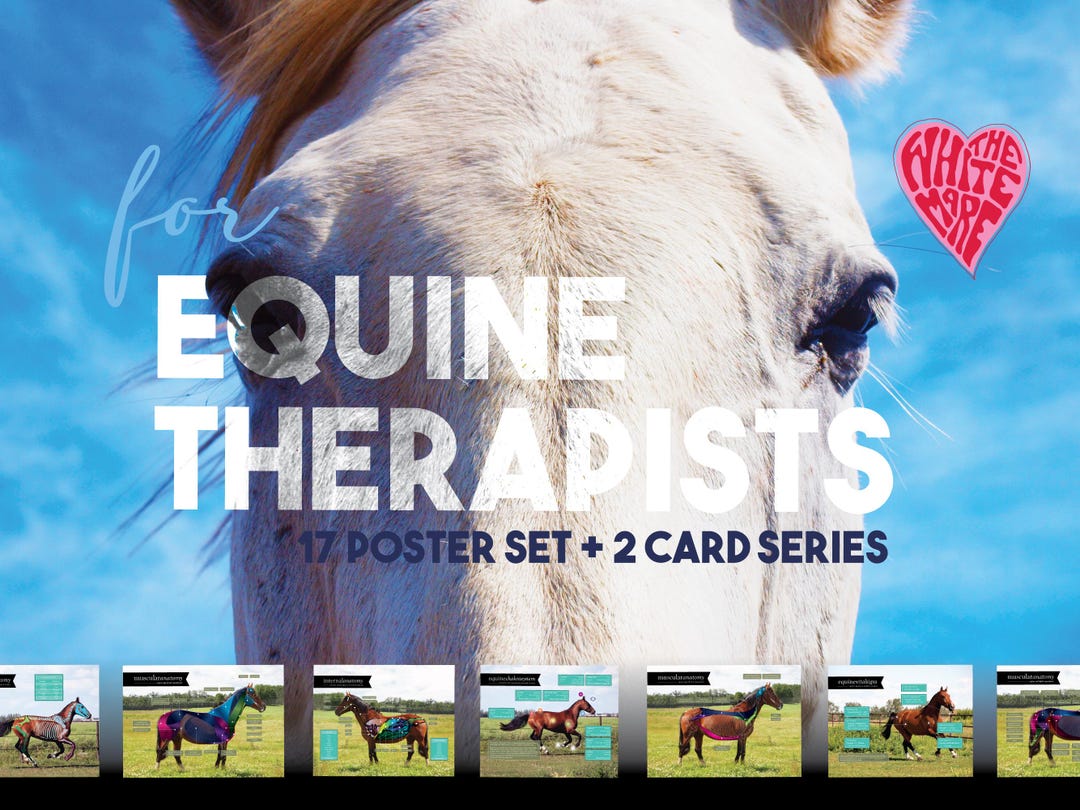 Equine Anatomy Poster Set, Therapist Reference (17 Posters, 2 Card Sets ...