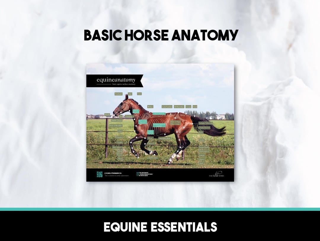 Equine Anatomy Poster: Horse Surface Anatomy Print - Etsy Australia