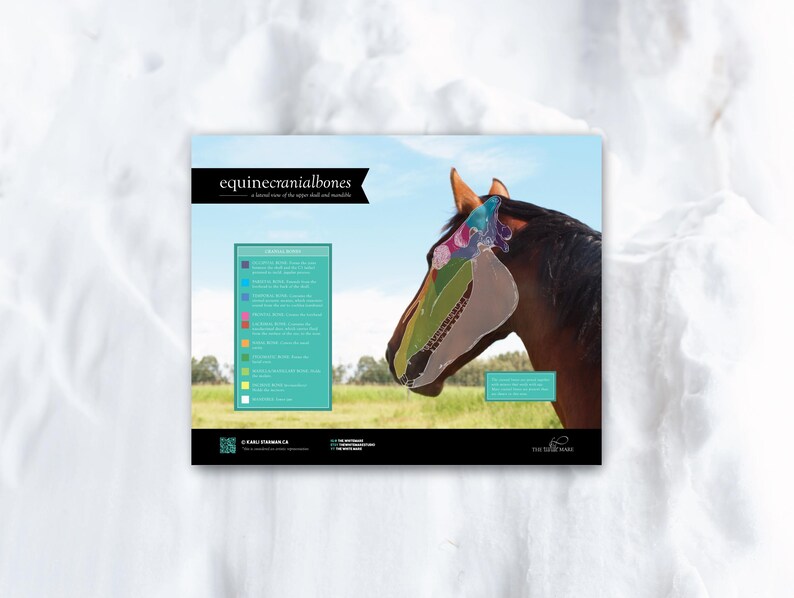 Equine Anatomy Poster Set, Horse Lovers Gift (32 Chart Set, 3 Card Sets ...