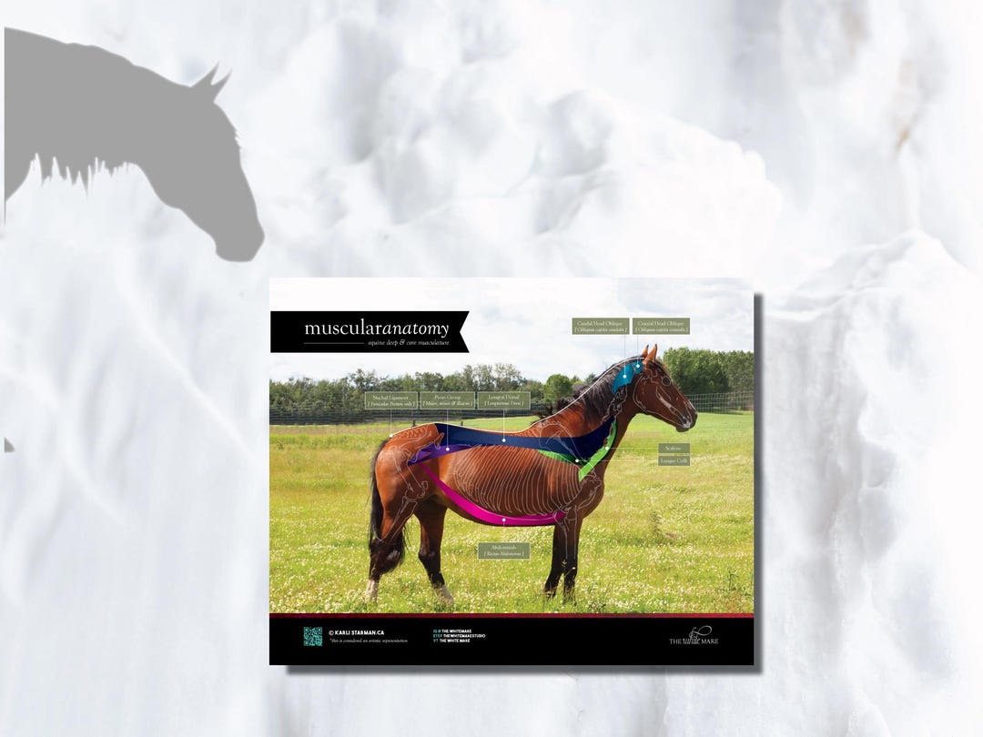 Equine Deep and Core Muscular Anatomy Poster! This Poster Details the ...