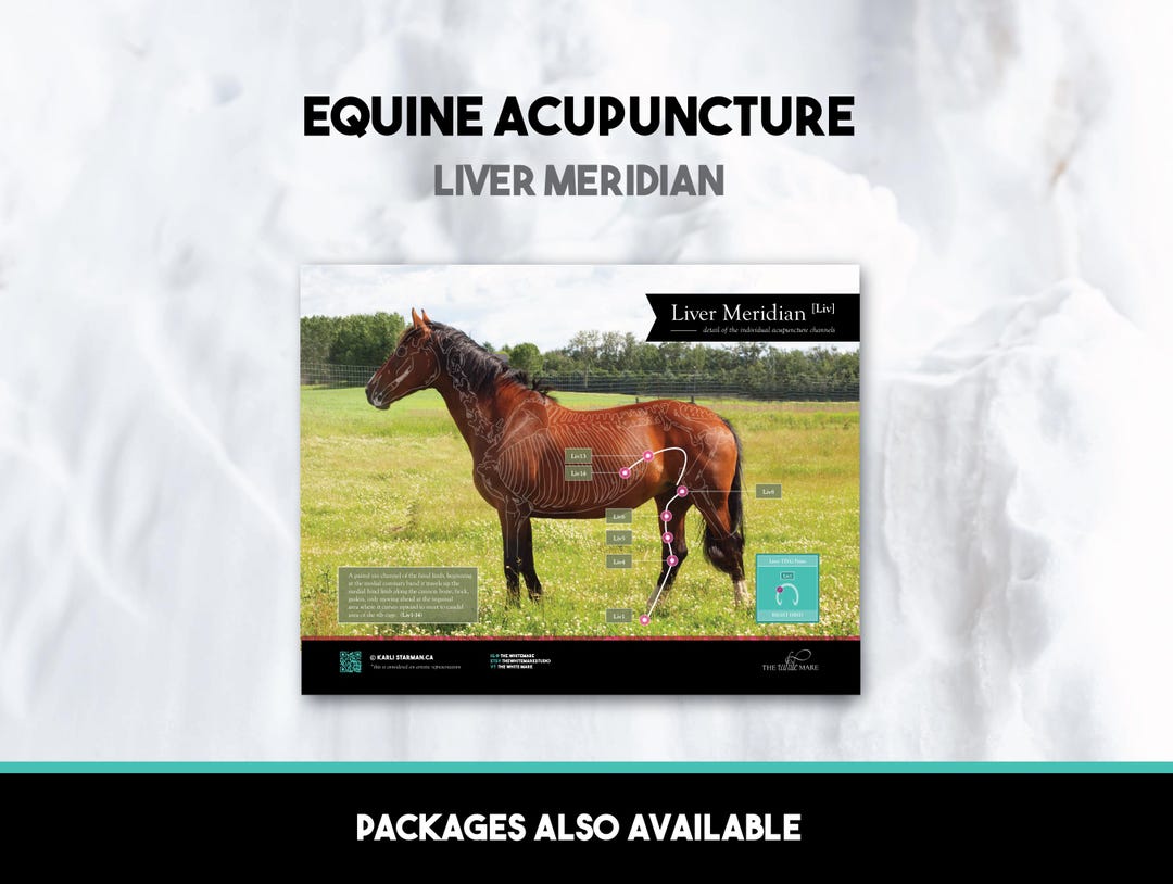 Equine Liver Acupuncture Chart. Horse Acupressure Channels. Single ...