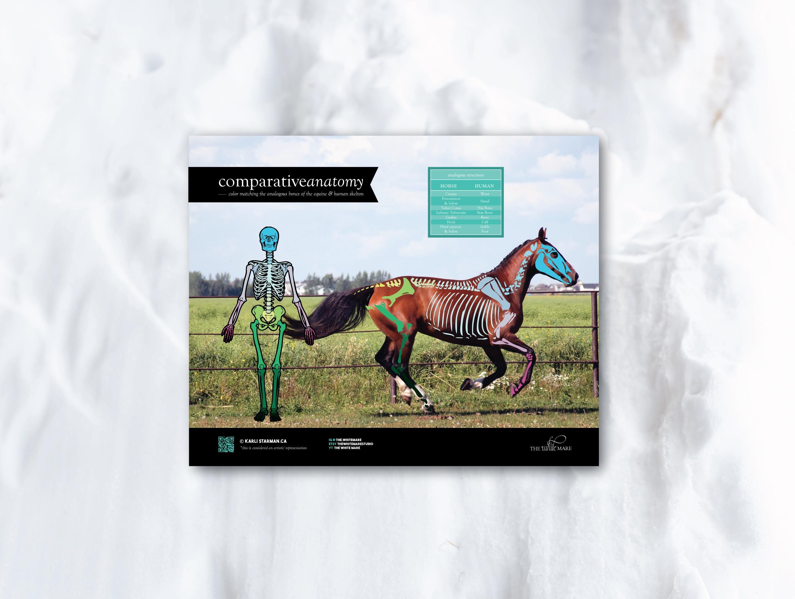 Equine Anatomy Poster Set, Therapist Reference (17 Posters, 2 Card Sets ...