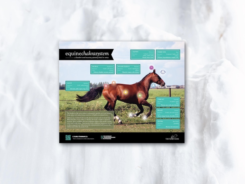 Equine Anatomy Poster Set, Horse Lovers Gift (32 Chart Set, 3 Card Sets ...