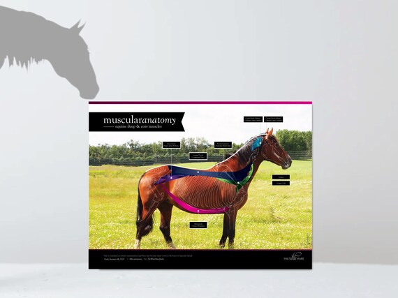 Equine Deep and Core Muscle Anatomy Poster. Sets of 3 Also - Etsy