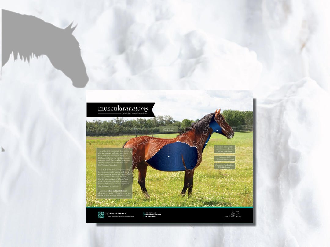 Equine Subcutaneous Muscular Anatomy Poster! This Poster Details the ...