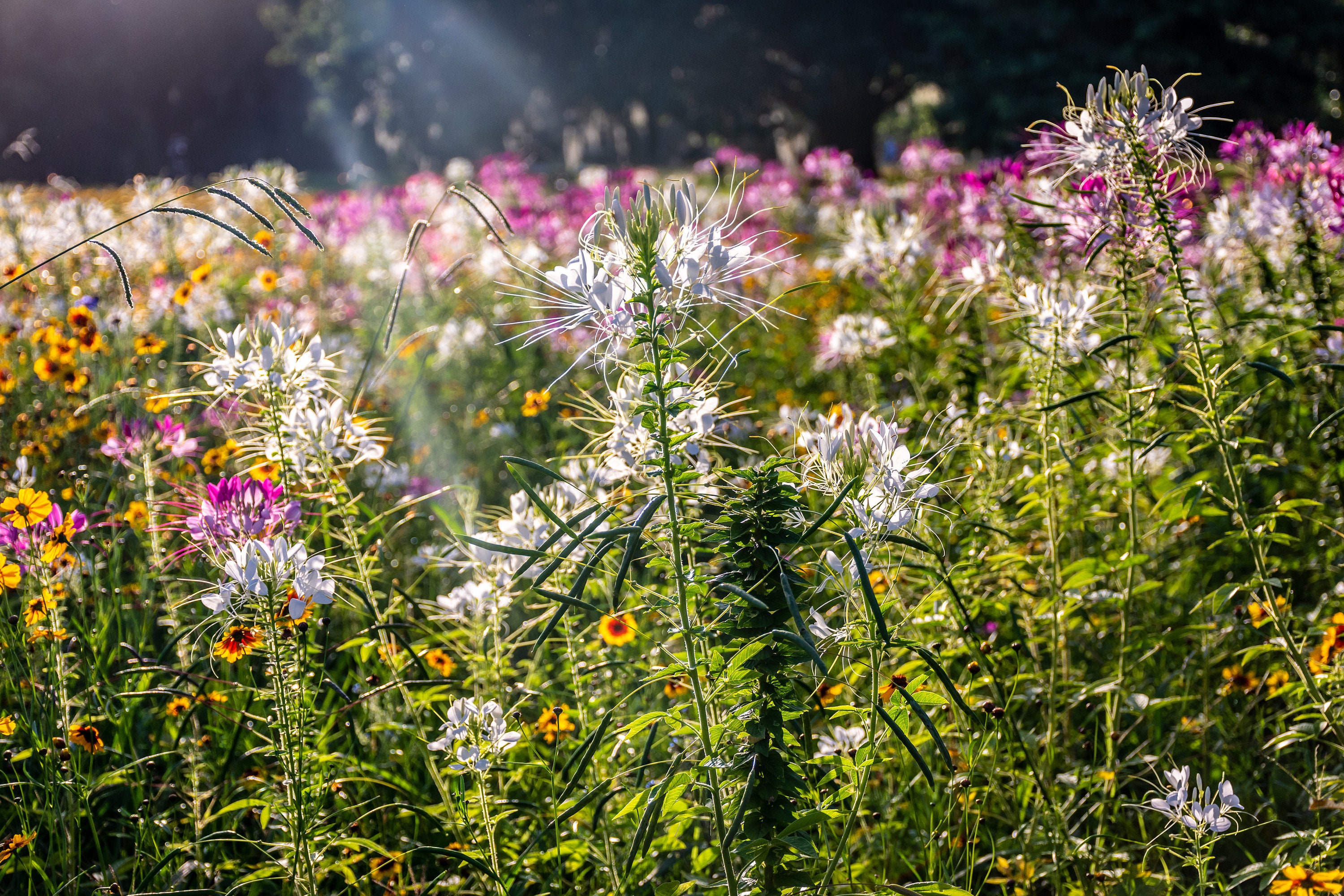 Photo Art Field of Light Flowers Photography Print | Etsy